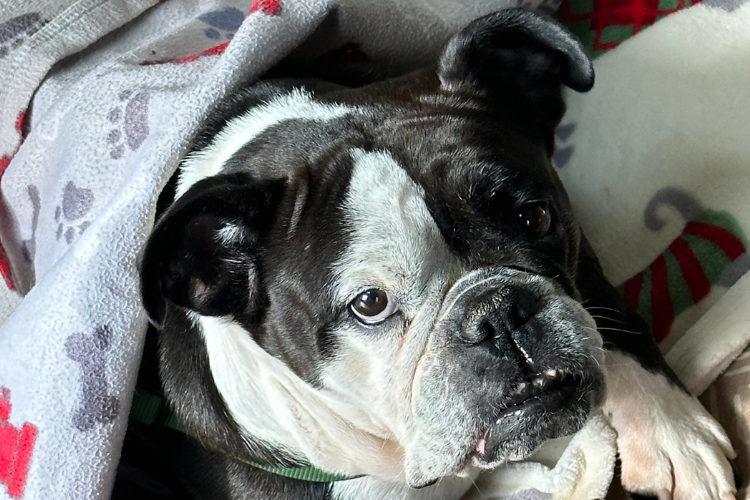Chicago English Bulldog Rescue – Helping Bullies for 20 Years
