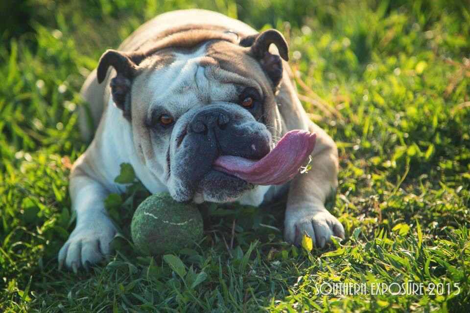 Available Dogs – Chicago English Bulldog Rescue
