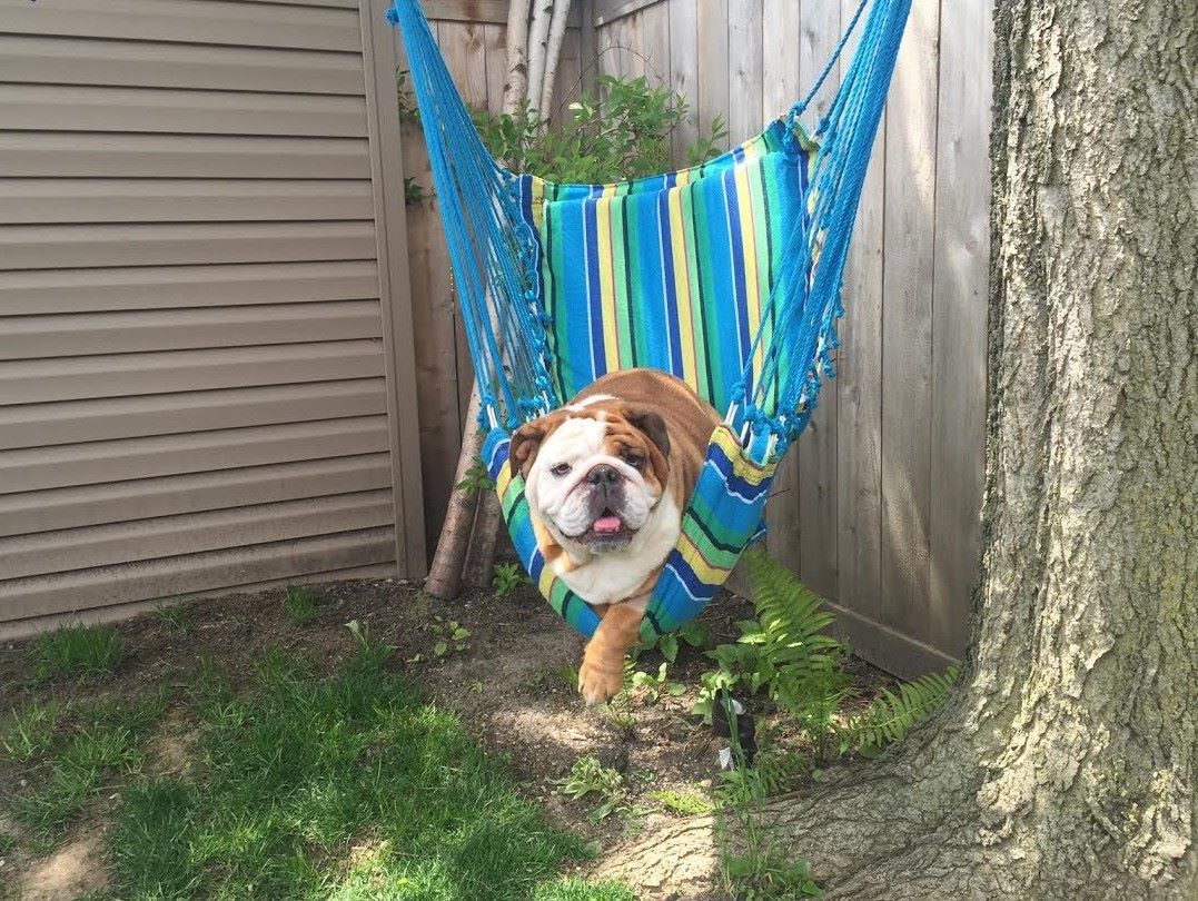Forever Foster Dogs – Chicago English Bulldog Rescue
