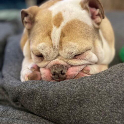 Recovery Room Dogs – Chicago English Bulldog Rescue
