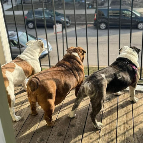 Adoption Process – Chicago English Bulldog Rescue