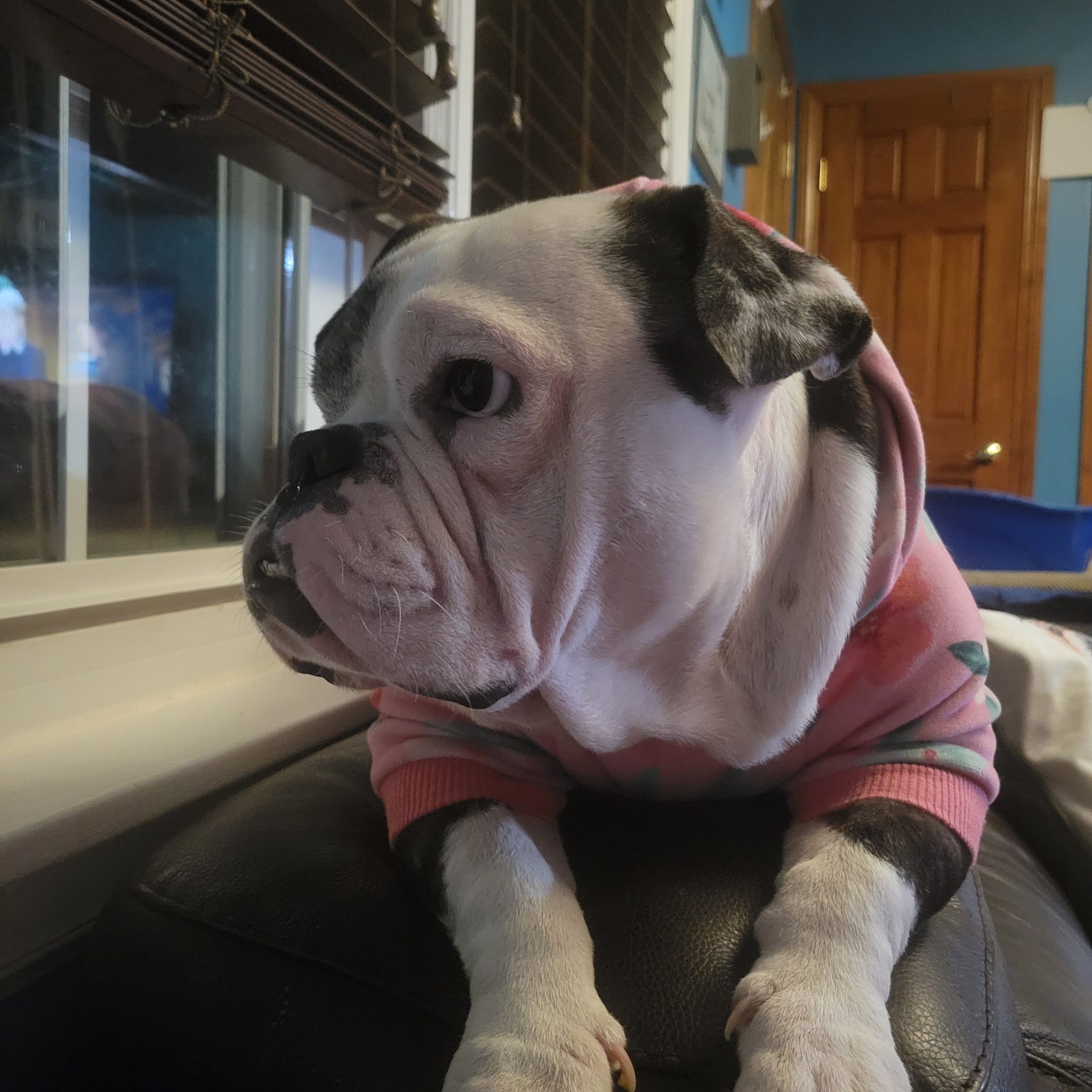 Available Dogs – Chicago English Bulldog Rescue