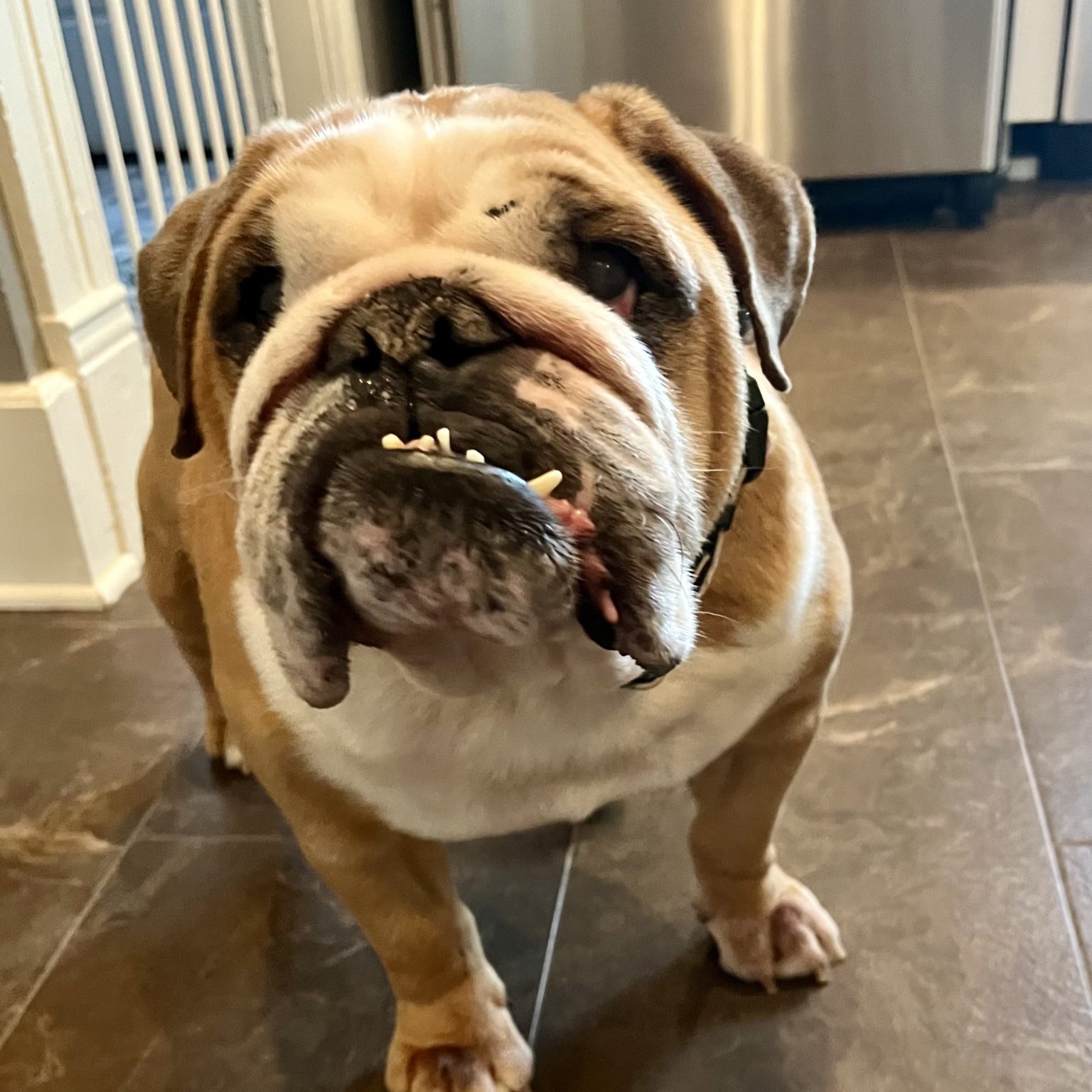 Available Dogs – Chicago English Bulldog Rescue