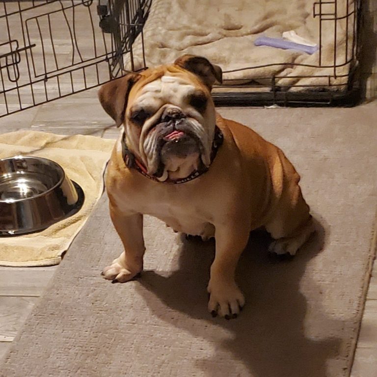 Available Dogs – Chicago English Bulldog Rescue