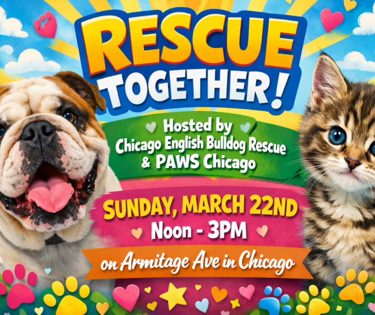Chicago English Bulldog Rescue – Helping Bullies for 20 Years